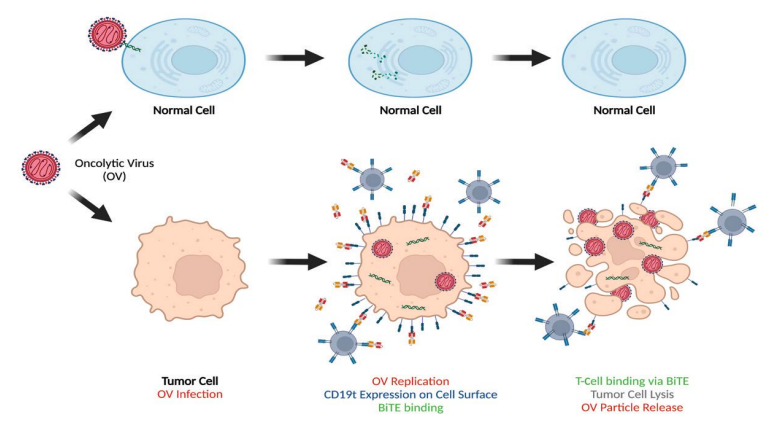 Imugene wins US FDA approval to begin onCARlytics first-in-class ...
