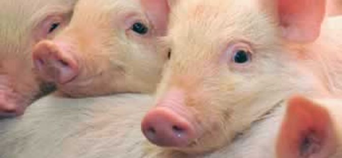 ECO Animal gets second marketing approval in Canada