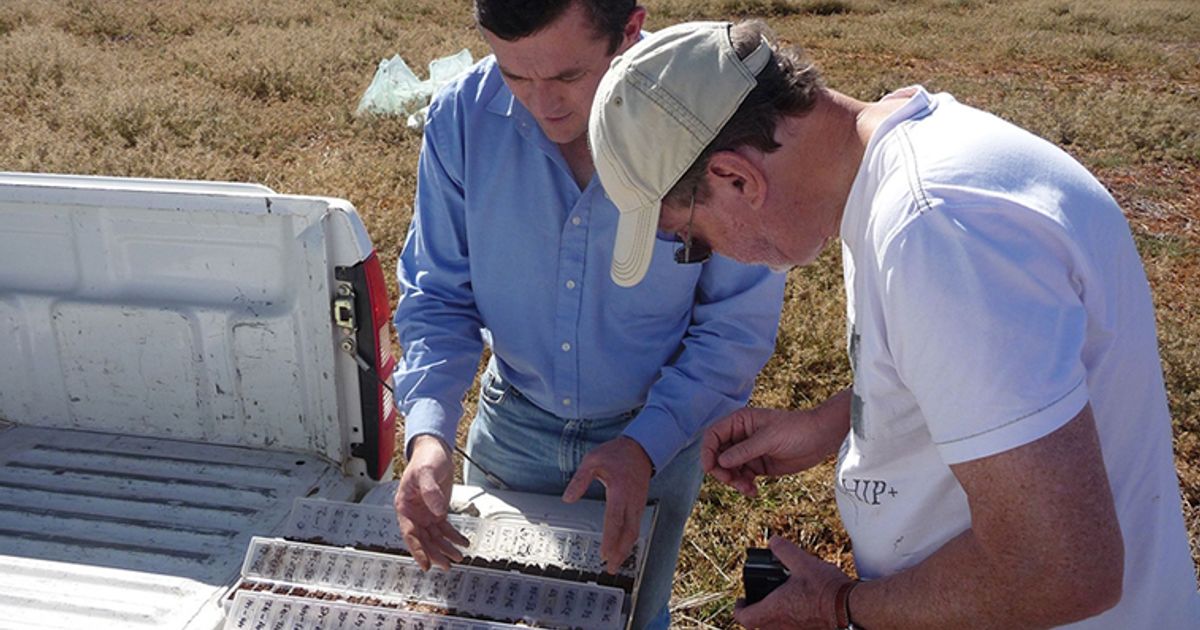 Collerina Cobalt to get drill bit spinning at high-priority cobalt ...