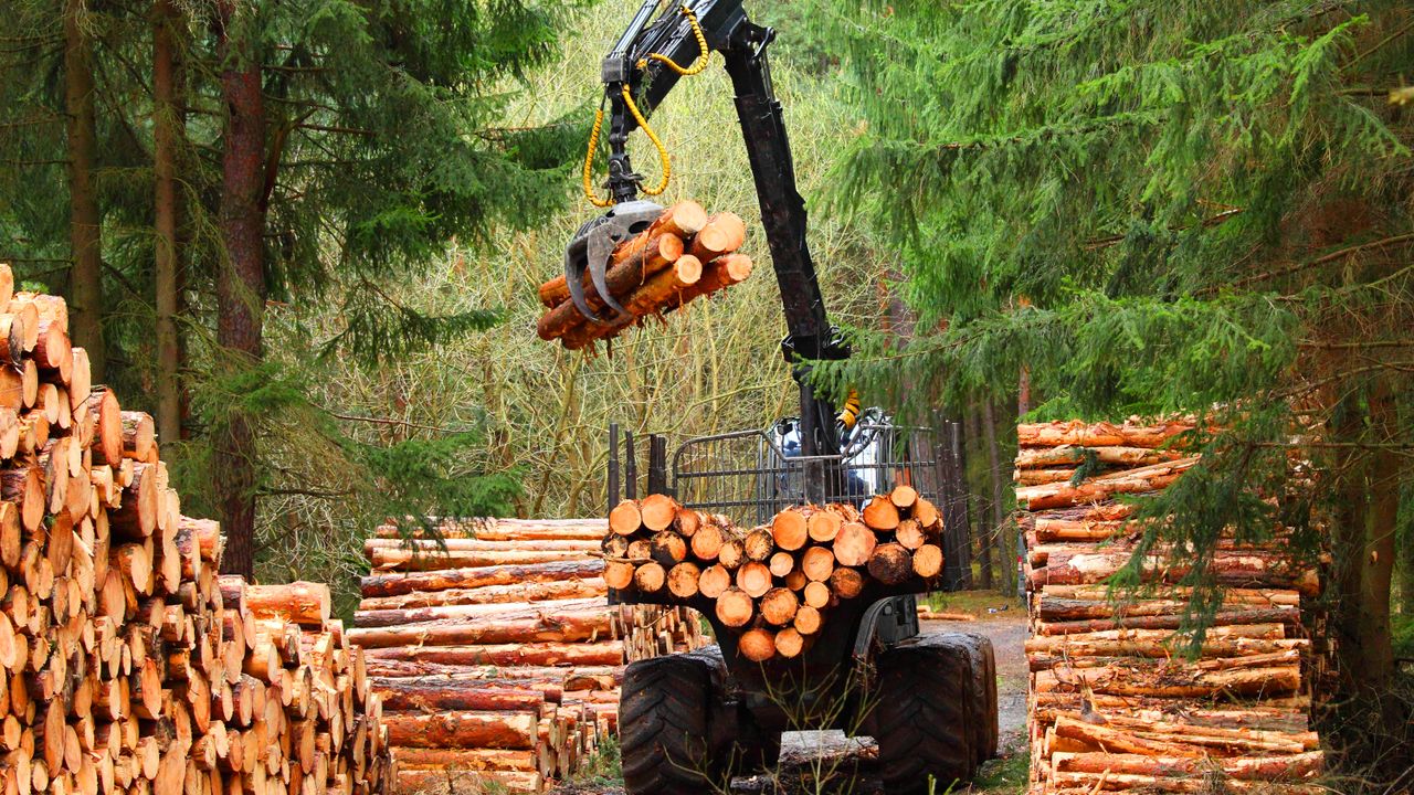 Obtala to review its operations in Mozambique due to new timber export ...