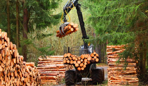 Obtala to review its operations in Mozambique due to new timber export ...