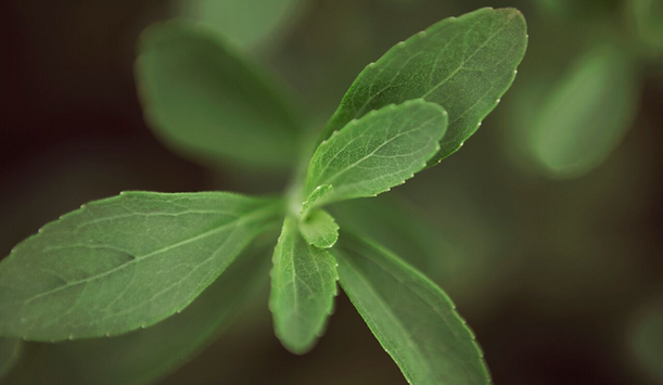 PureCircle welcomes stevia sweetener Coca-Cola drink launch in New ...
