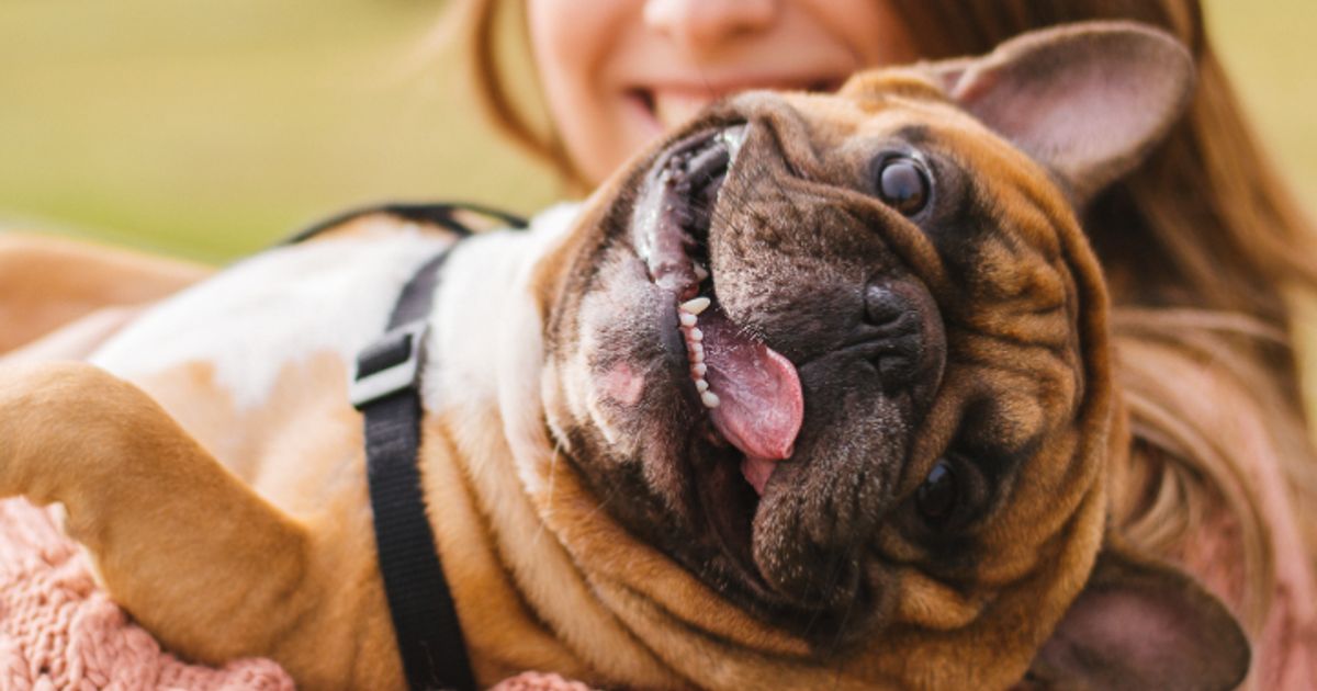 Pets at Home, Salesforce, Bank of Georgia and more: Day ahead on ...