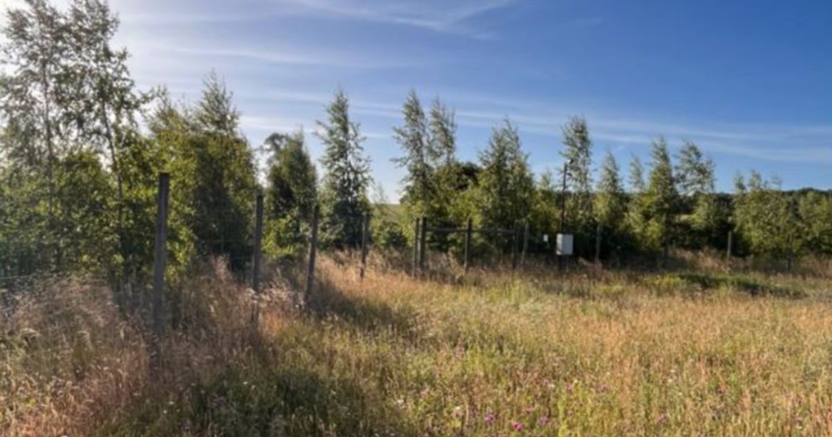 Bluefield solar farm gets first UK gold certification for biodiversity ...