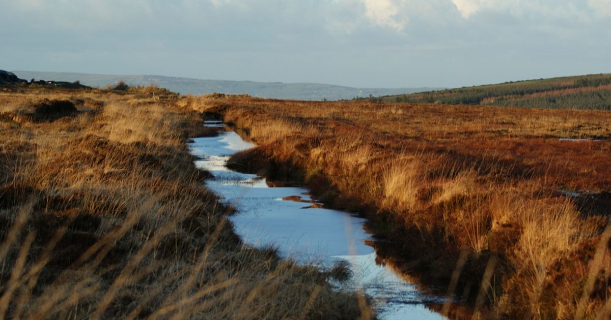 European Green Transition lands option for Irish carbon credit project ...