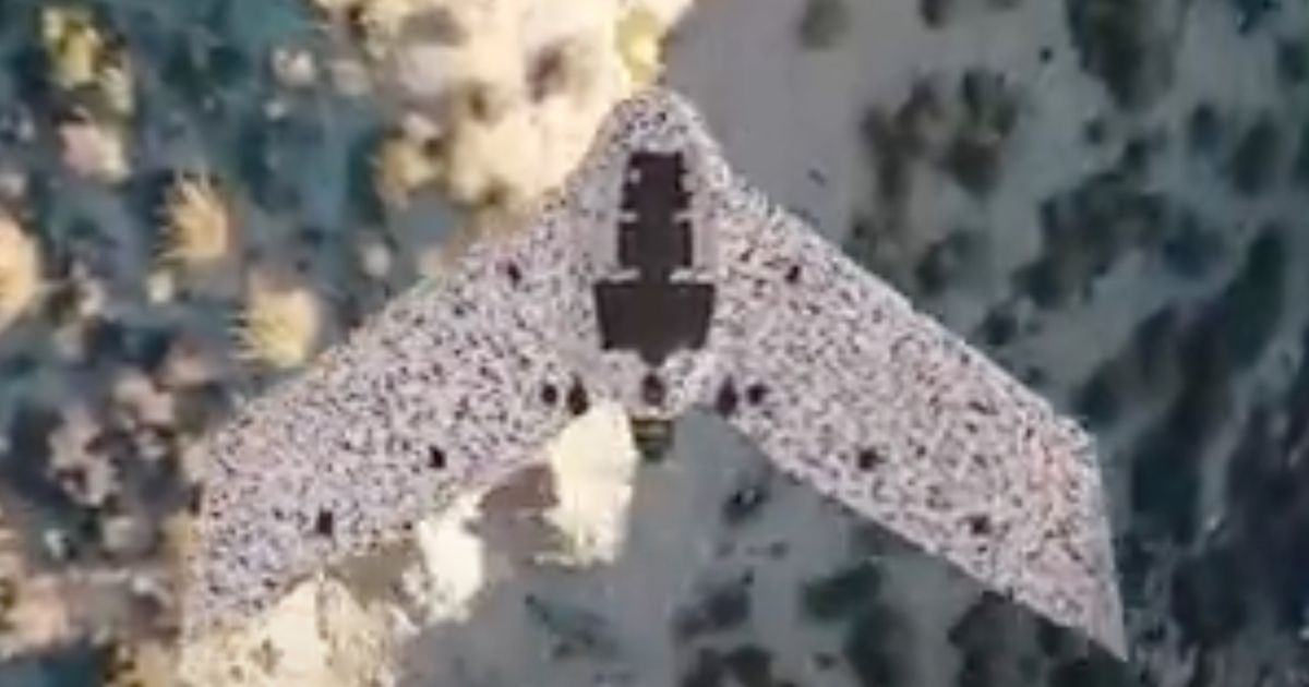 AgEagle Aerial Systems CEO discusses major contract wins, strategic ...