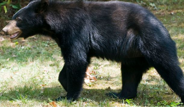 Cyclone Metals placement secures funding to advance Iron Bear Project ...