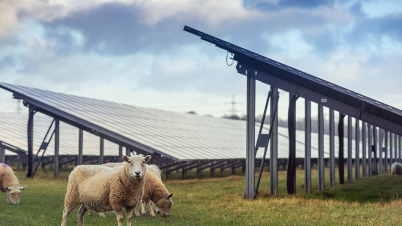 Foresight Solar Fund extends buyback as second phase of divestment plan ...