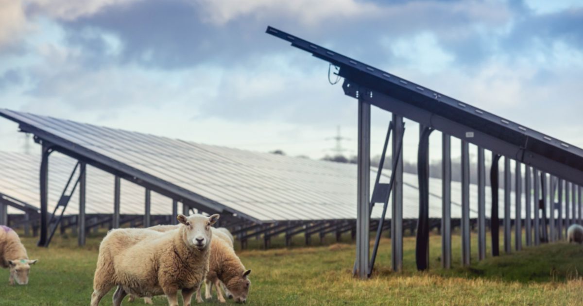 Foresight Solar Fund extends buyback as second phase of divestment plan ...