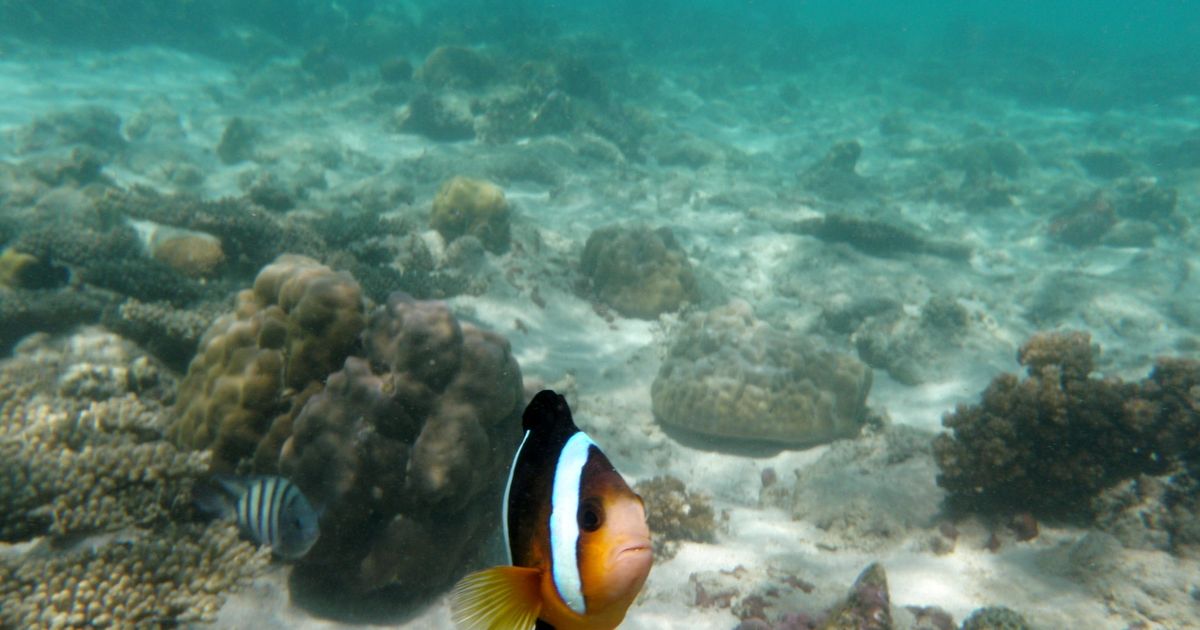 Elanco Animal Health sells aqua business to Merck for $1.3 billion ...