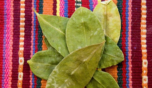 Filament Health imports coca leaf from Peru for ADHD drug research ...