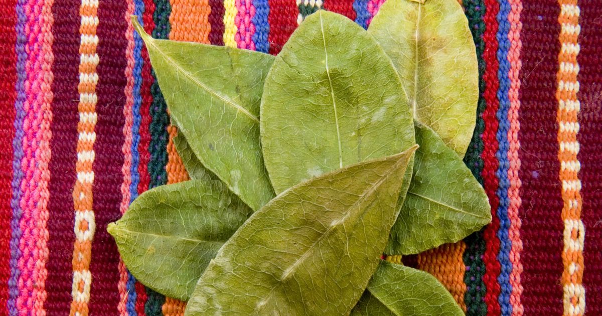 Filament Health imports coca leaf from Peru for ADHD drug research ...