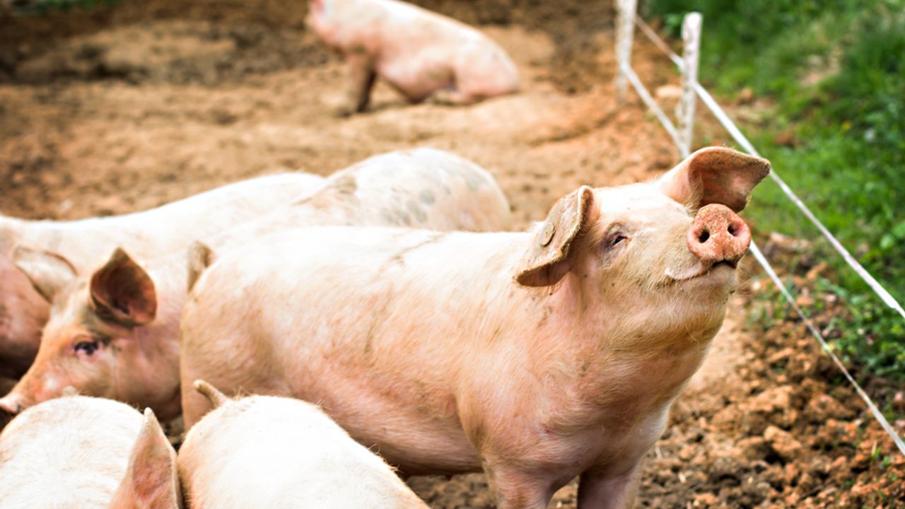 Frontier IP’s Vaccine Group teams up with animal health giant Syva on ...