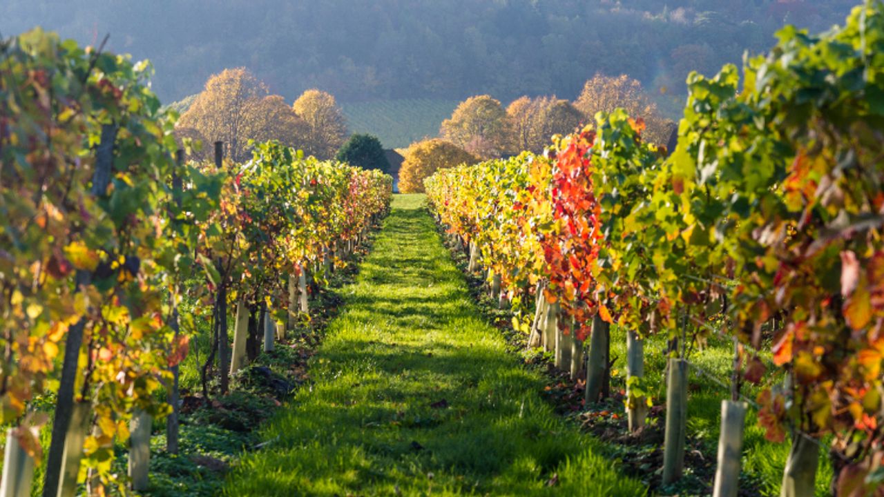 Eden Research shares surge 20% on California approval for key fungicide ...