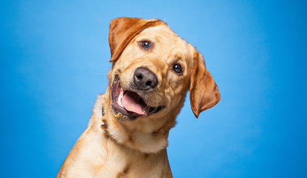 Genflow Biosciences raises new capital as dog gene trial advances | LSE ...