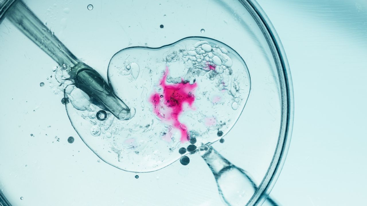Monash IVF shares hit by second embryo mix-up incident | ASX:MVF