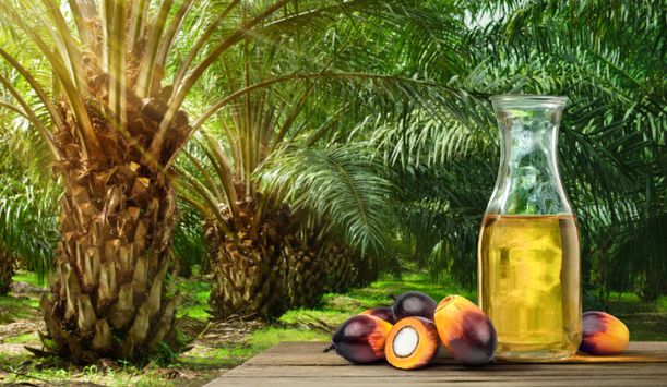 MP Evans lifts palm oil crop as prices climb | AIM:MPE