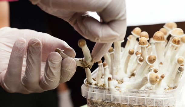 Tryptamine Therapeutics begins patient recruitment for world-first ...