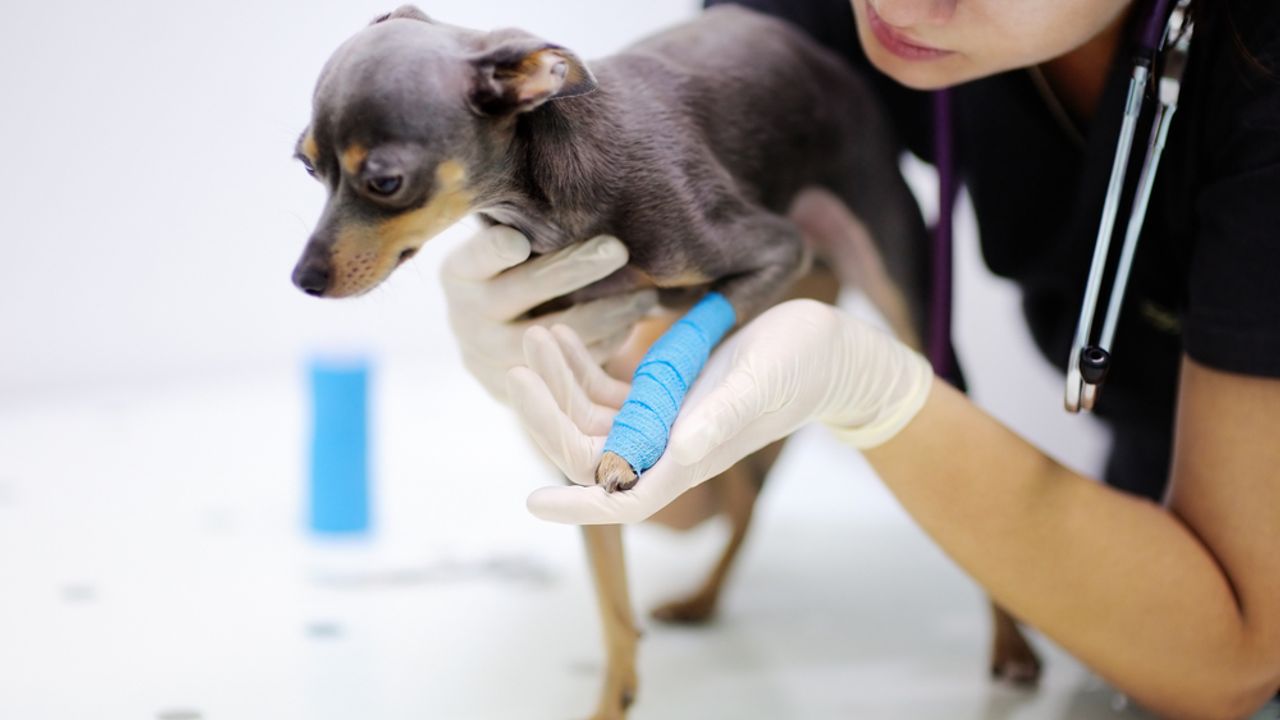 Vet group boss warns competition watchdog's approach could deter London ...