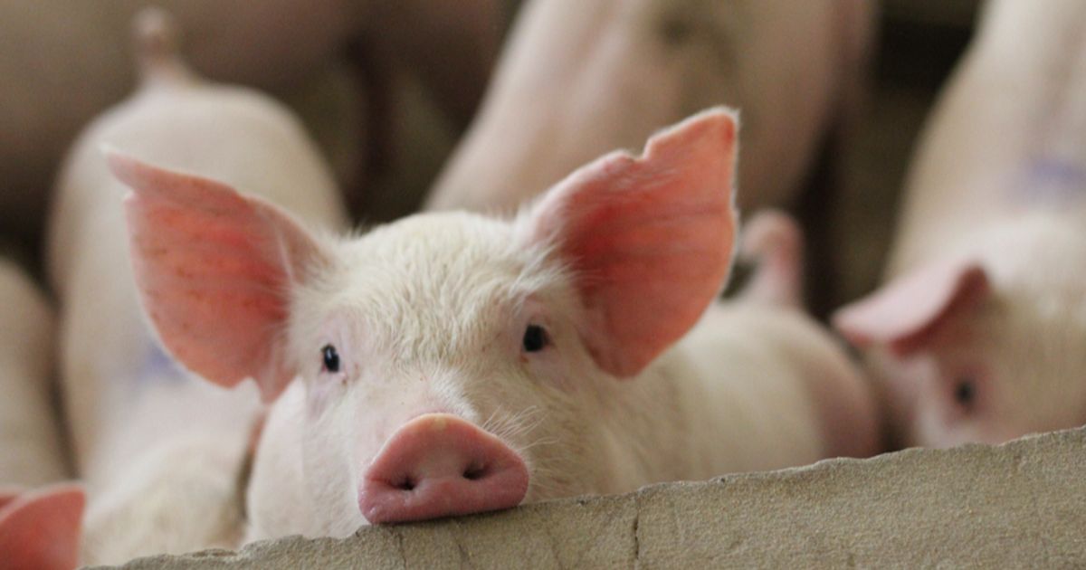 Genus jumps 11% as new Chinese pig JV formed at end of 'landmark' year | LSE:GNS