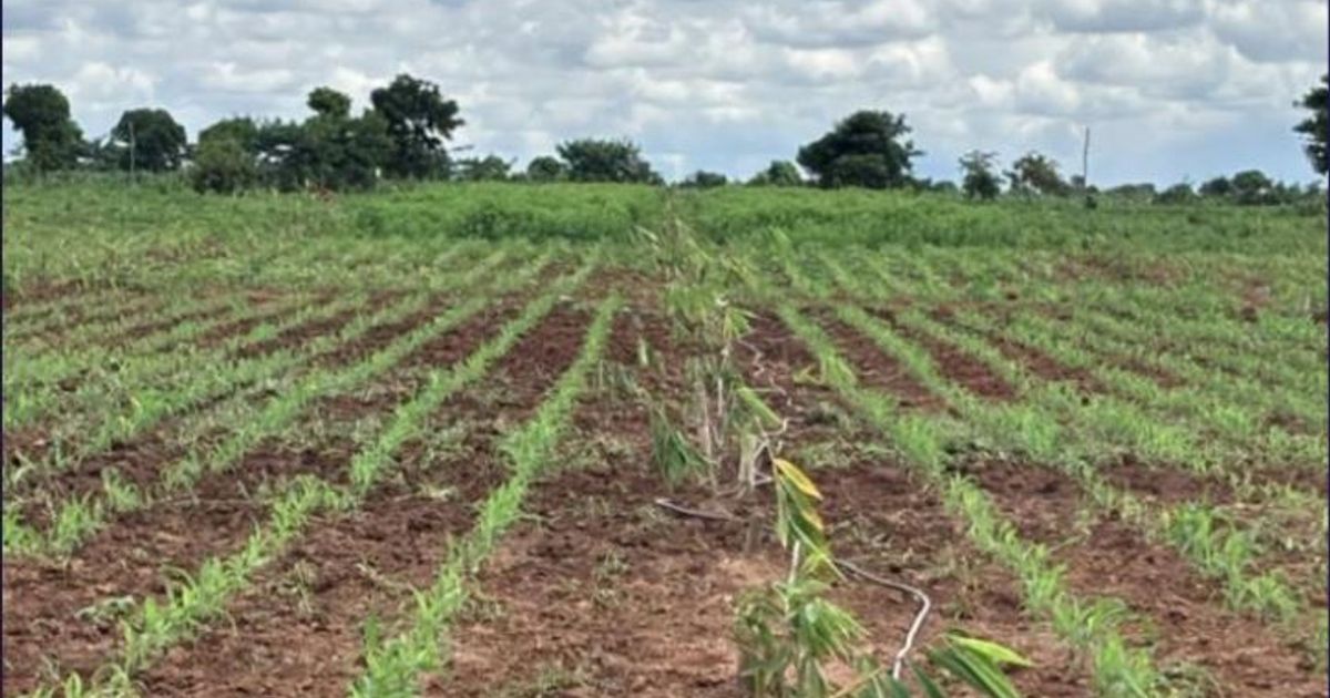 Sovereign Metals successfully completes test pit rehabilitation at ...