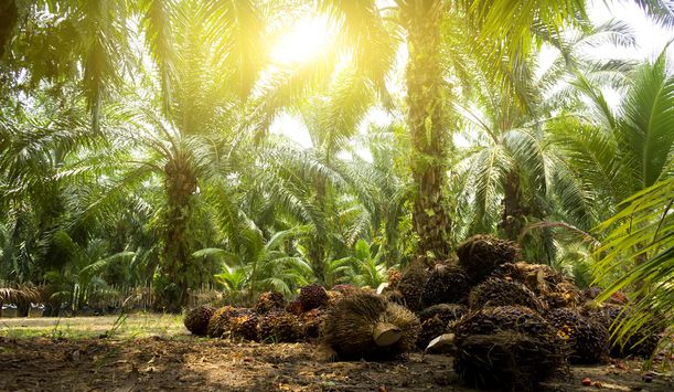 MP Evans marches 6.5% higher after results; analysts upgrade | AIM:MPE