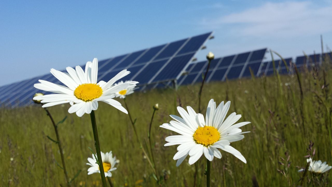 Bluefield Solar Income pivot to IPP model 'short-term pain' for long ...
