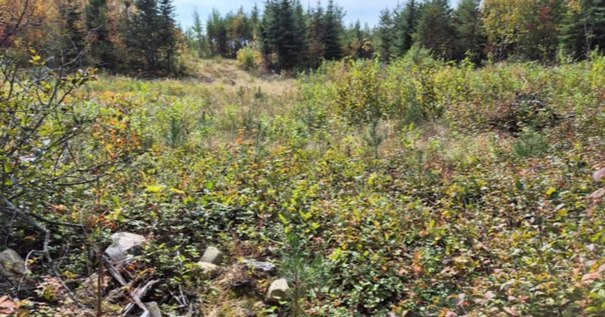 Critical Resources lifts Mavis Lake footprint as drilling, metallurgy ...