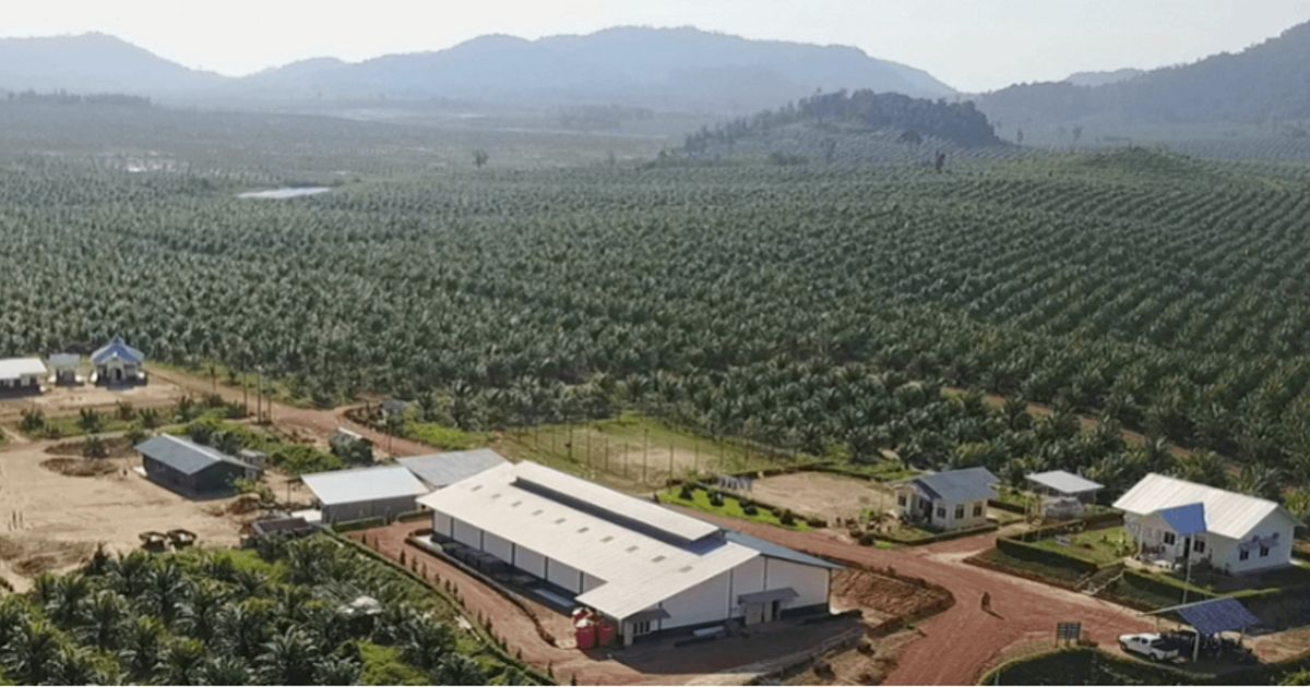 MP Evans buoyed by firm palm oil prices and strong harvest | AIM:MPE