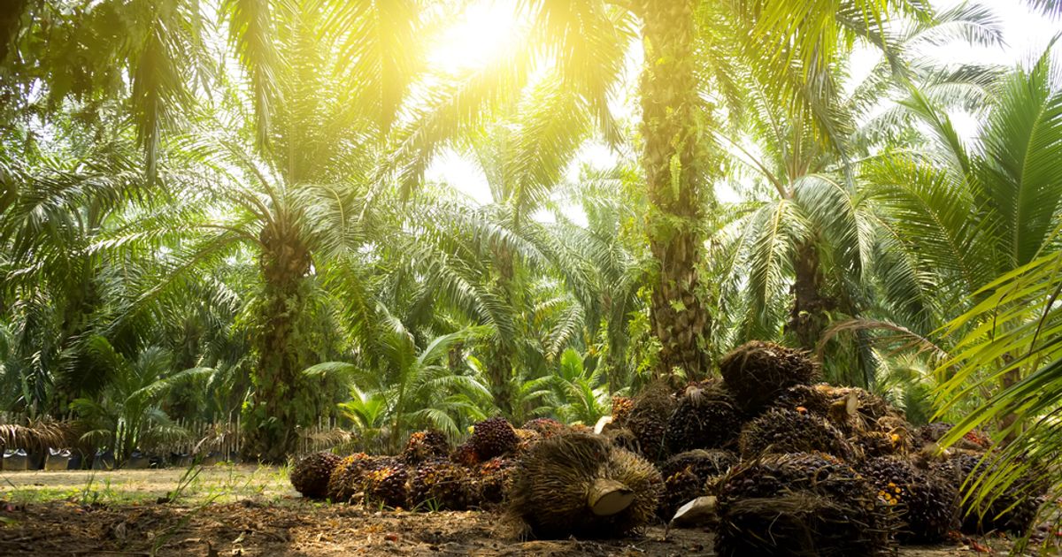 MP Evans lifts outlook for a fourth time after palm kernel boost | AIM:MPE