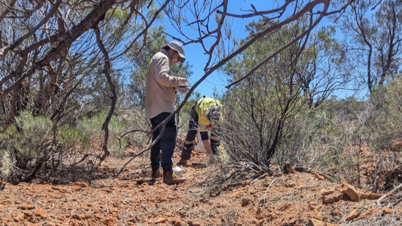 Accelerate Resources raises A$2 million to advance gold and manganese ...