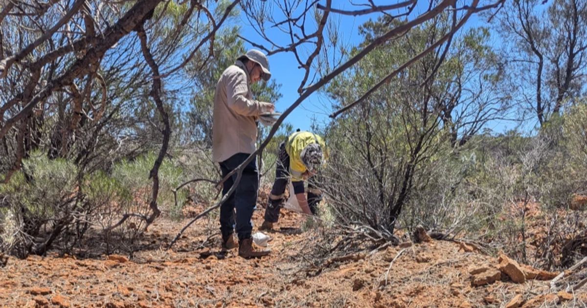 Accelerate Resources raises A$2 million to advance gold and manganese ...