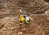 Lightning Minerals advances second major gold target at Mt Turner ahead ...