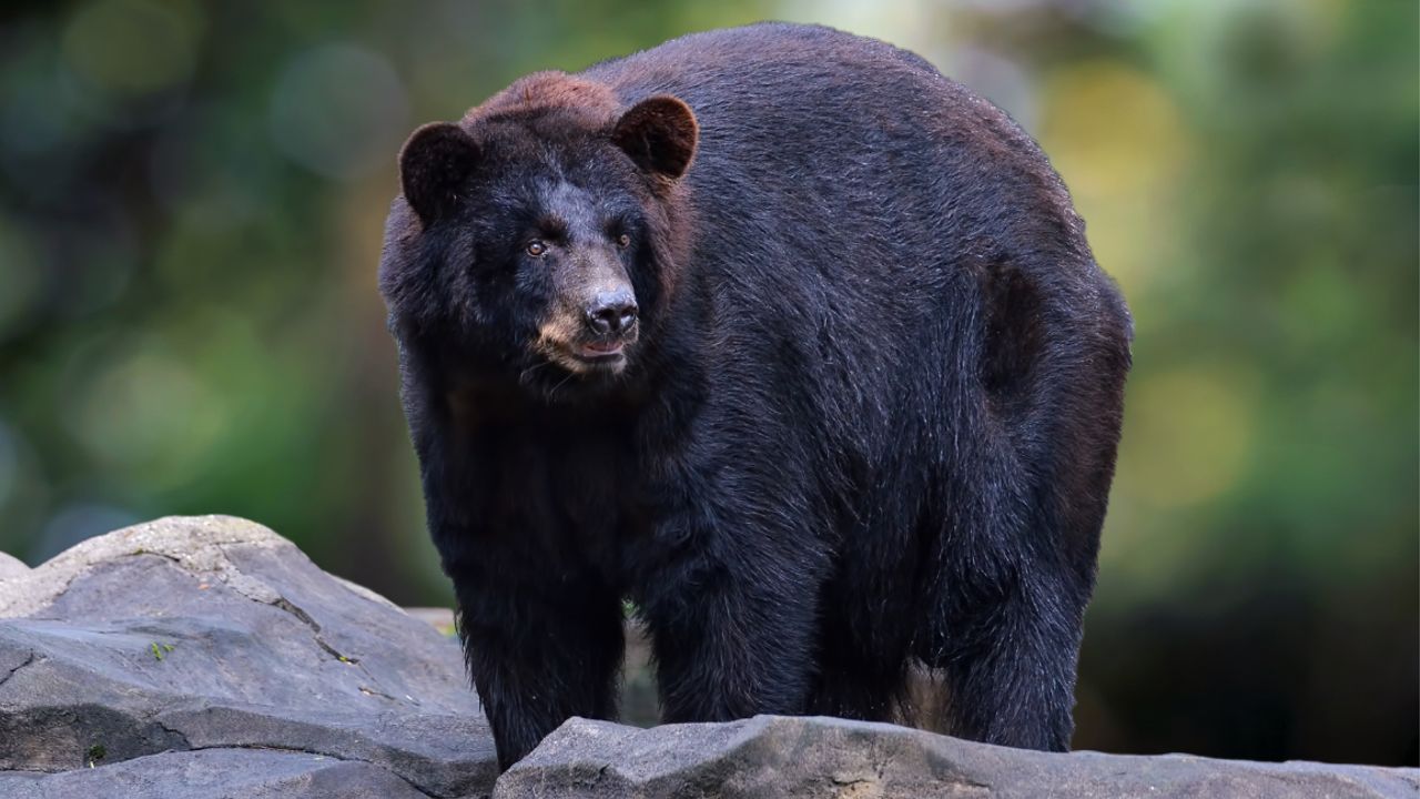 Black Bear extends Rebel Trend with thick gold-silver intercepts at ...