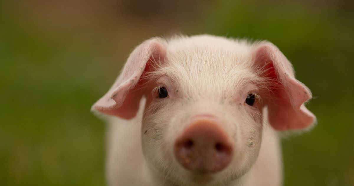 Frontier IP-backed vaccine beats rival in pig disease trials | LSE:FIPP