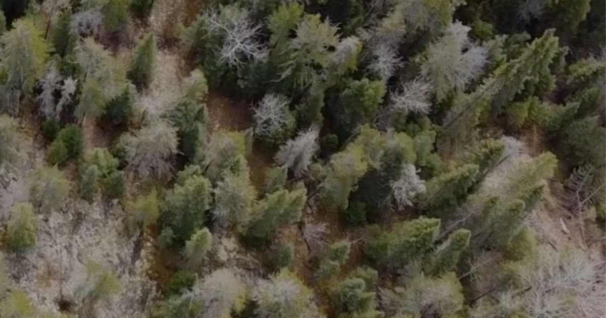 Critical Resources maps out 2026 drill push at Mavis Lake Northern ...