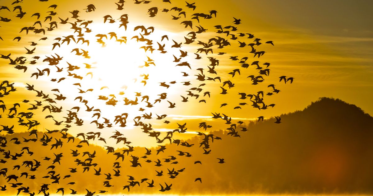 VBX sees material uplift in Wuudagu bauxite recoveries during DFS ...