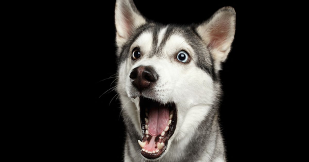 Wetherspoons defends dogs policy after rise in biting incidents | LSE:JDW