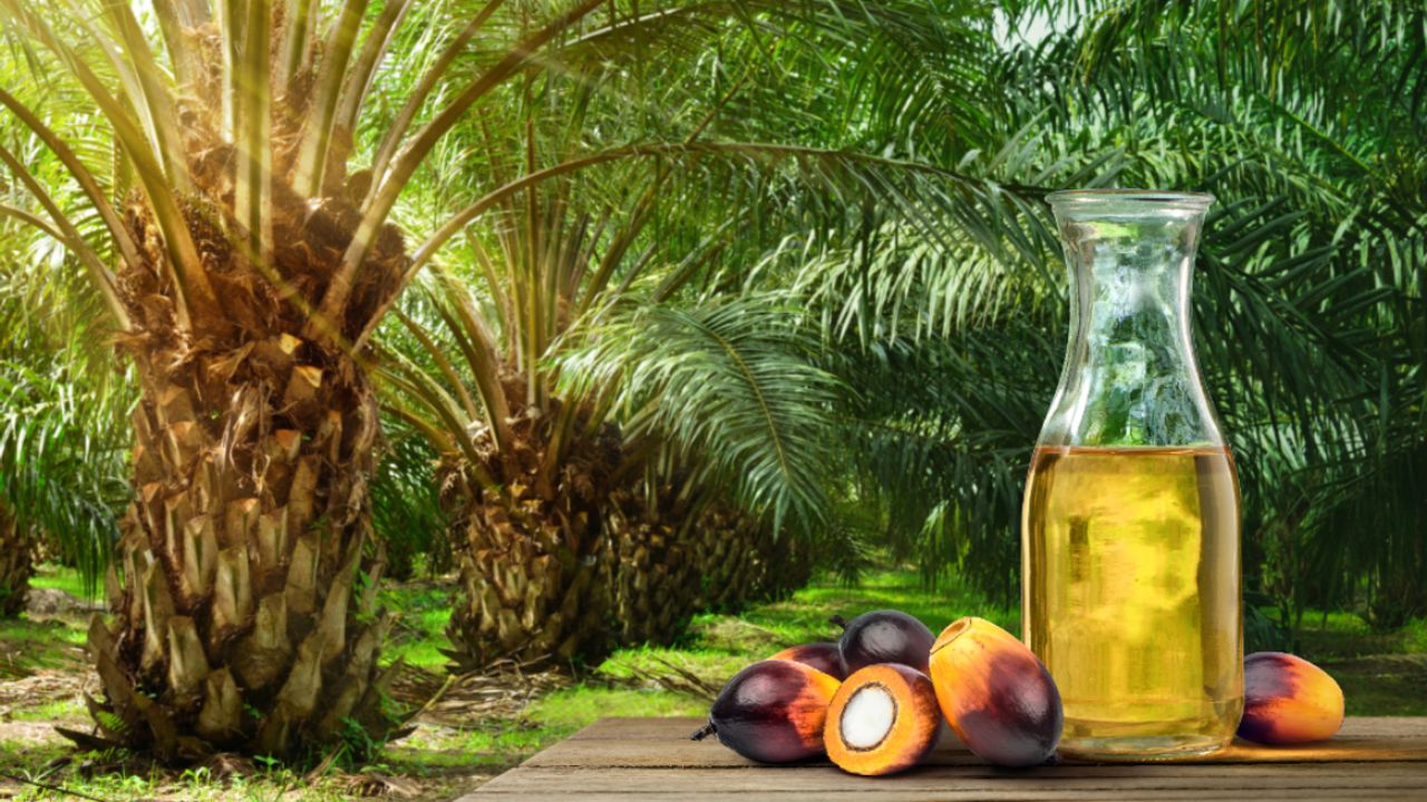 MP Evans reports record profits and strong early trading as palm oil ...
