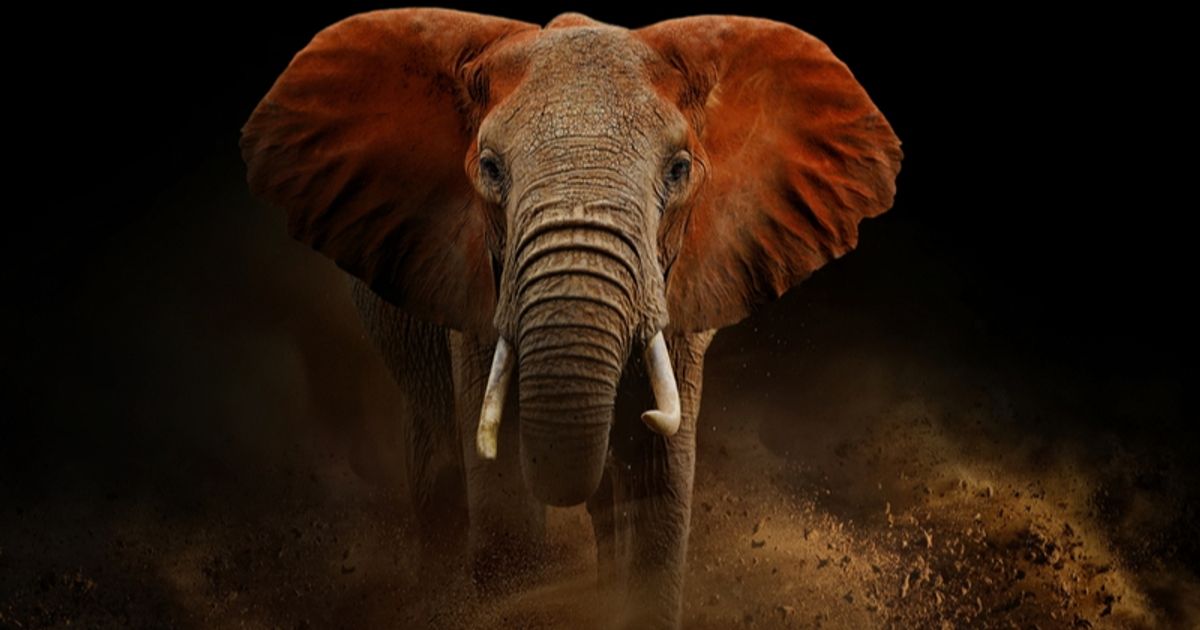 Close Bros results better than expected but elephant remains in the ...