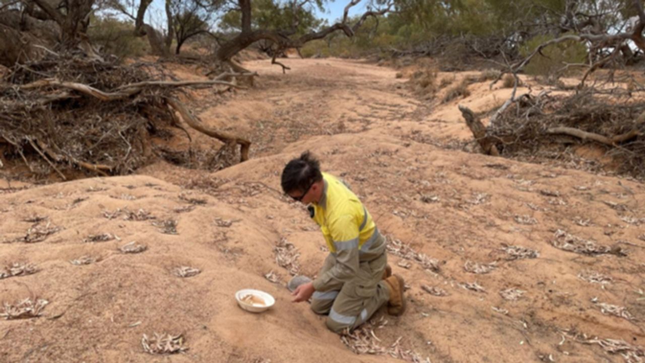 Aruma Resources confirms heavy mineral sands assemblages at Wilan ...
