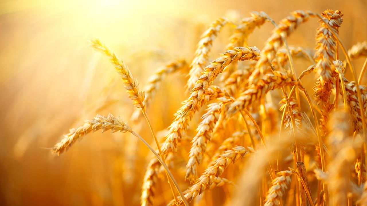 RLF AgTech trial points to profitability uplift for wheat growers | ASX:RLF