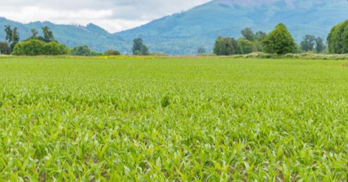 Marrone Bio dominates with its flagship Regalia brand emerging as top ...