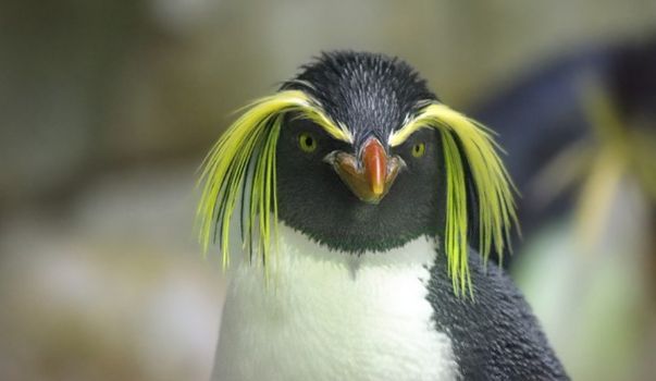 Rockhopper Exploration shares leap as Premier Oil strikes Falklands ...