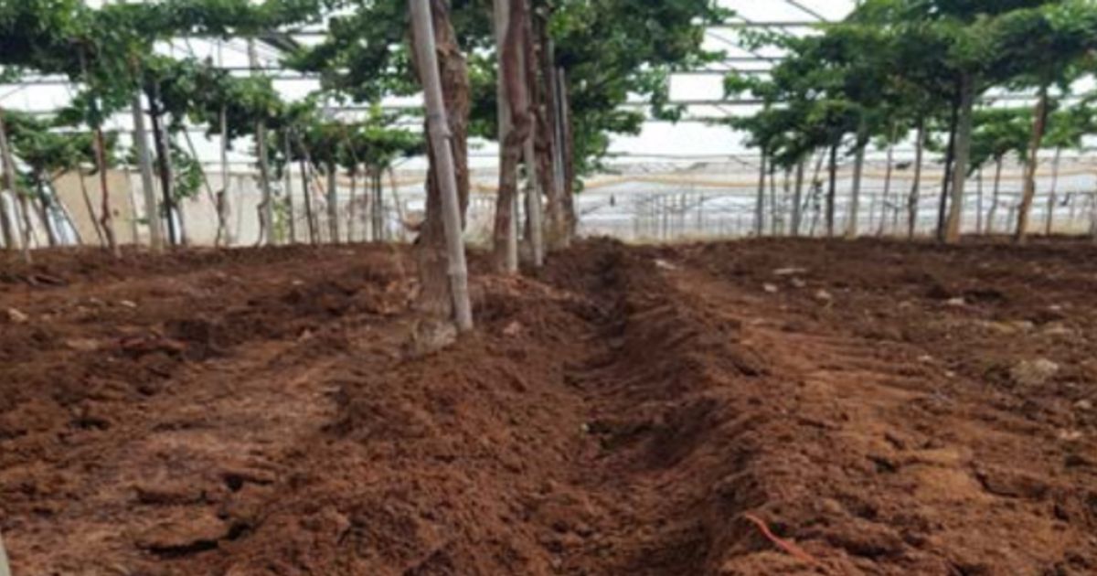 Roots Sustainable Agricultural Technologies begins root zone heating ...