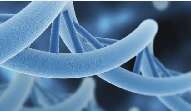Orthocell’s breakthrough tissue engineering study with CelGro® to ...