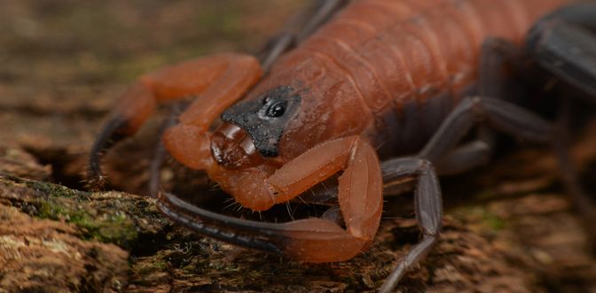 PreveCeutical files provisional Australian patent application for blue ...