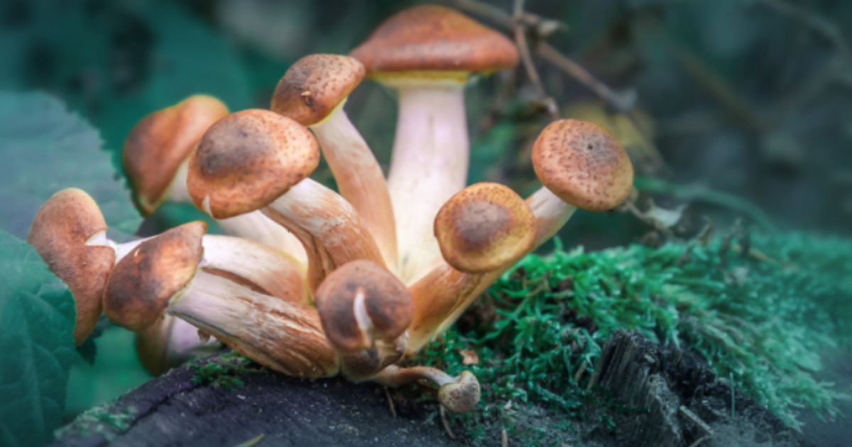 Numinus Wellness is 'three to five years ahead of many peers in terms ...