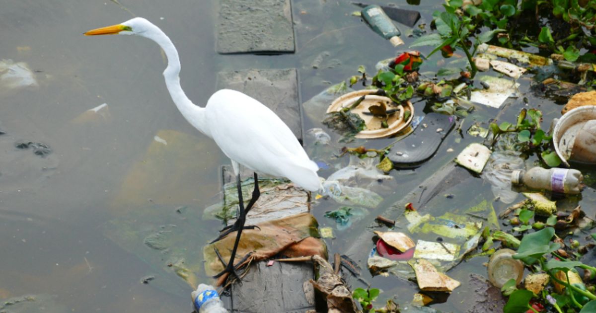 Amazon accused of 'empty recycling promises' as plastic packaging soars ...