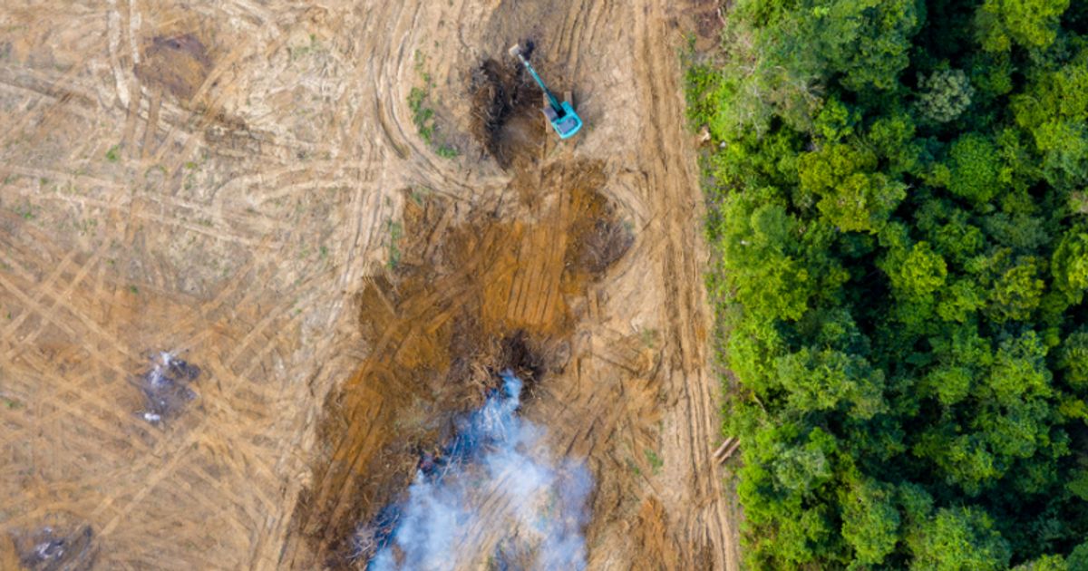 Satellite analysis used to map scale of deforestation by Australia beef ...